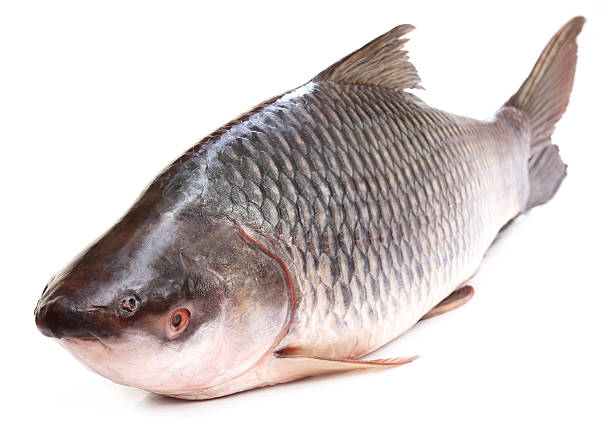 Meat & Fish :: Fish :: Rui Fish 4.5kg (100gmÂ±)Per Pieces Before Cutting