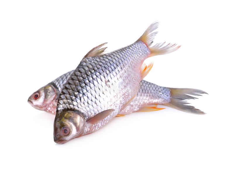 Meat & Fish :: Fish :: Shorputi Fish 3-5pcs/kg China