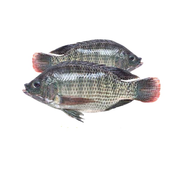Buy Telapia Fish (???????? ???) Medium 1kg Online at Best Price