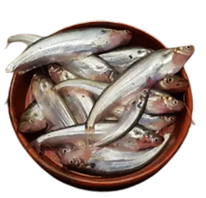 Meat & Fish :: Fish :: Pabda Fish 30-50pcs/kg